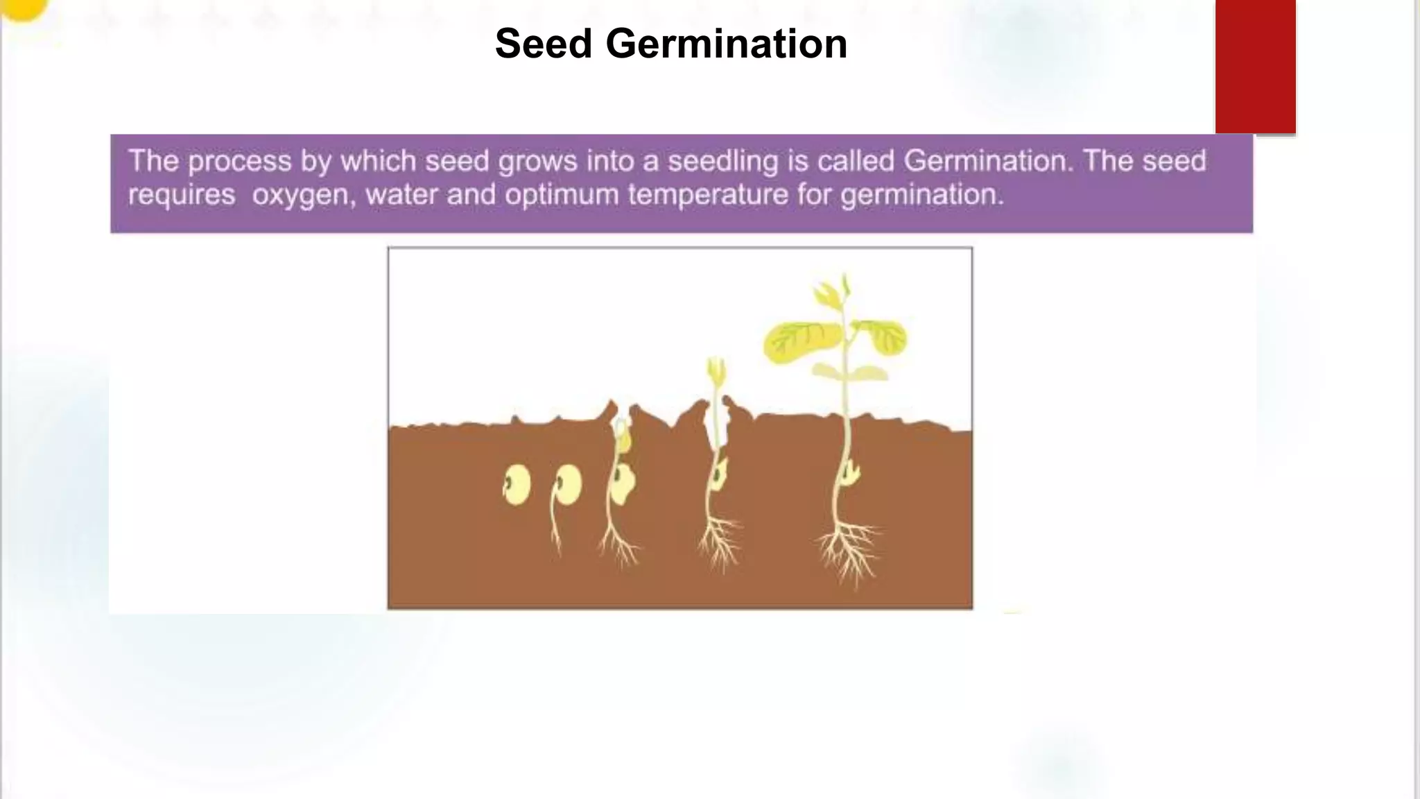 DAV Class 5 Plants | PPTX