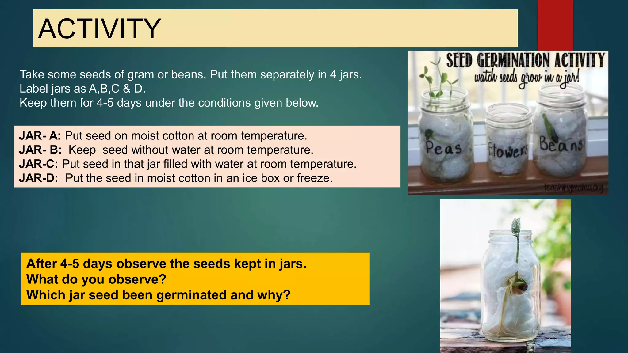 DAV Class 5 Plants | PPTX