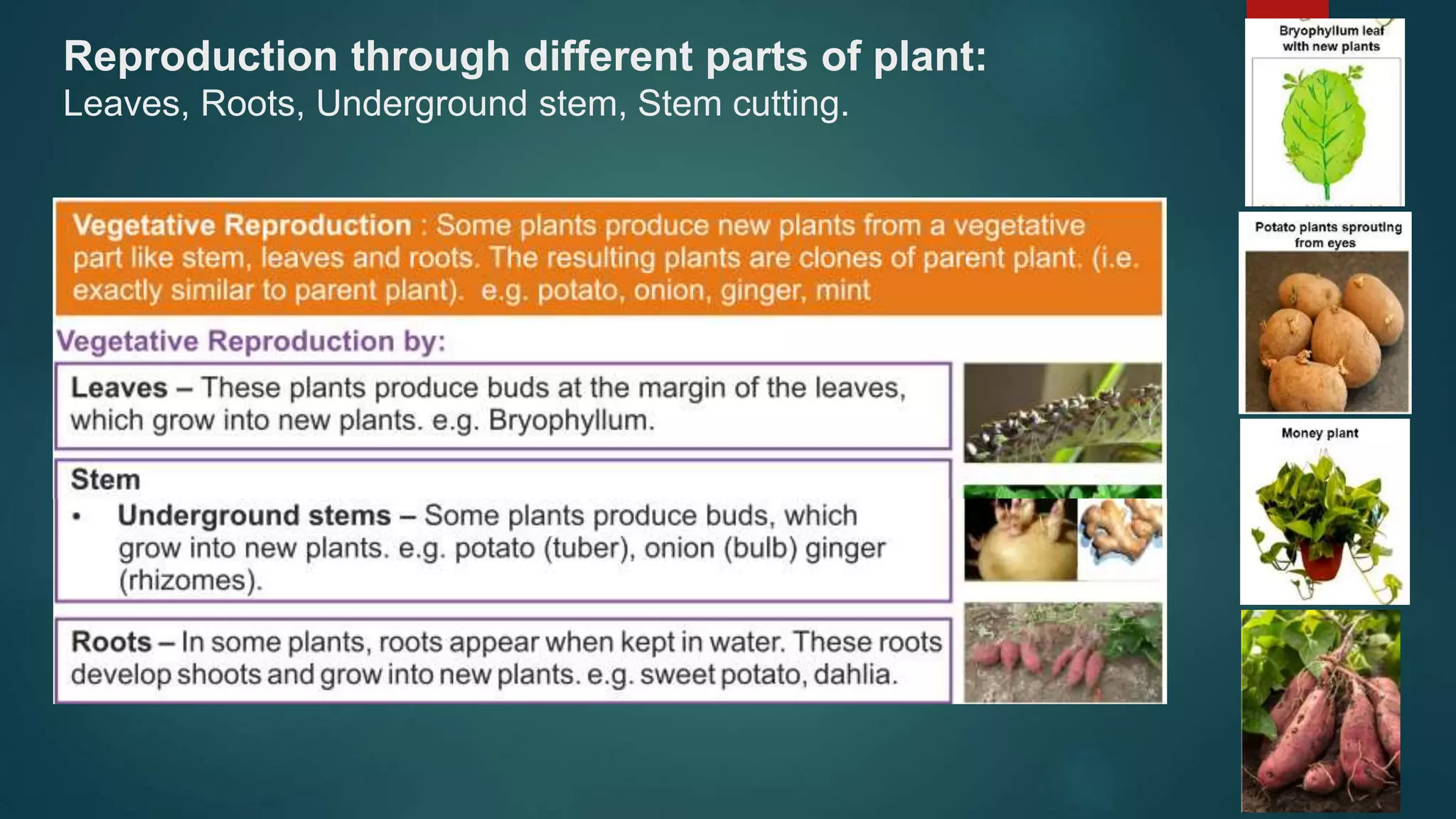 DAV Class 5 Plants | PPTX