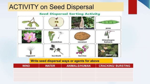 DAV Class 5 Plants | PPTX | Gardening | Home & Garden
