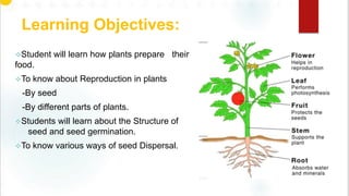 DAV Class 5 Plants | PPTX