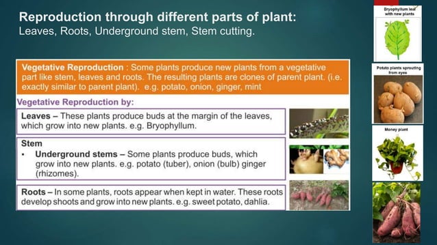 DAV Class 5 Plants | PPTX | Gardening | Home & Garden