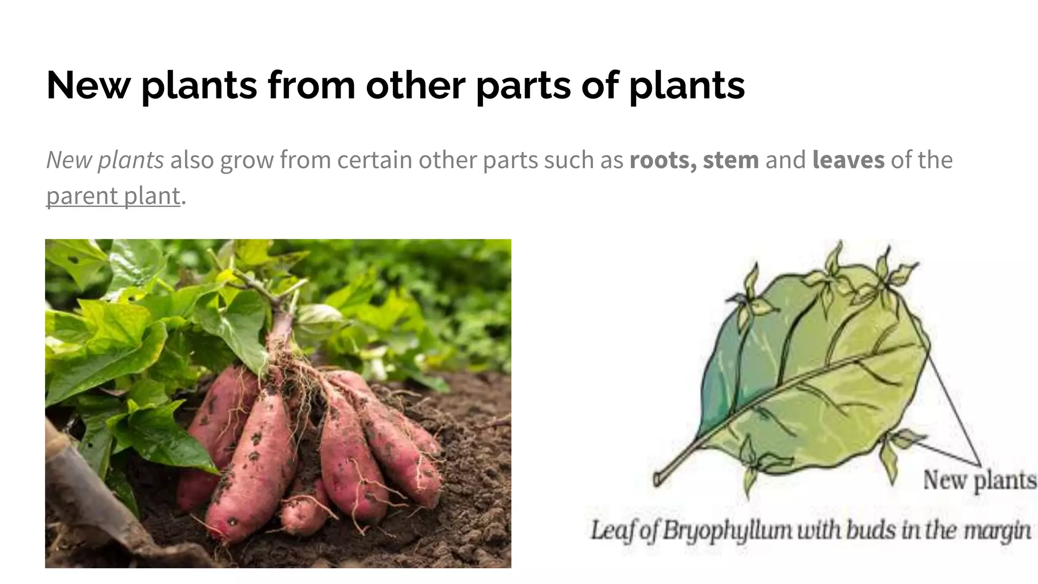 Class 5th Science (Chapter 1) Plants: Increasing the numbers | PPTX