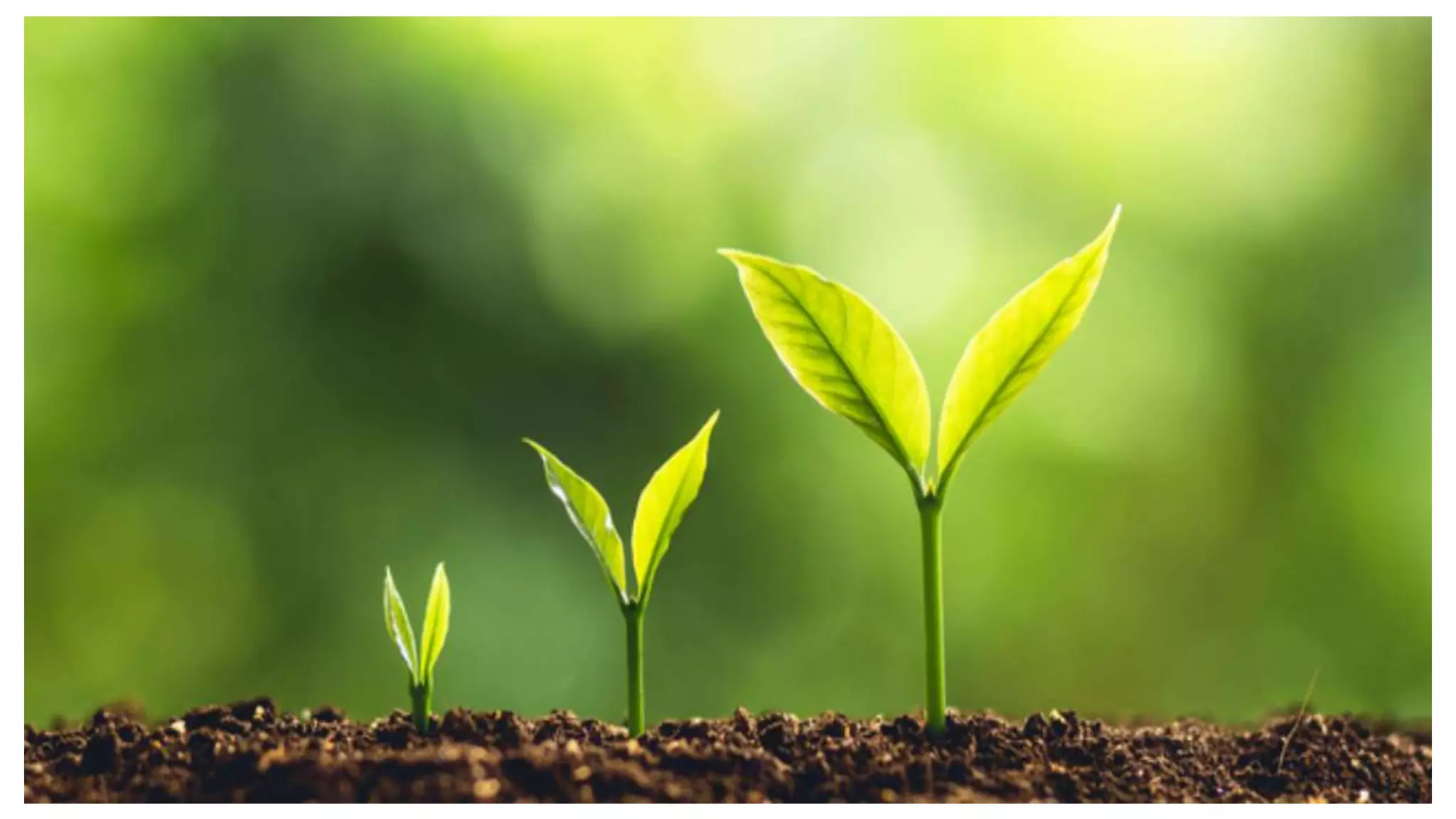 Class 5th Science (Chapter 1) Plants: Increasing the numbers | PPTX