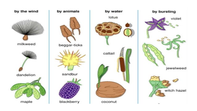 Class 5th Science (Chapter 1) Plants: Increasing the numbers