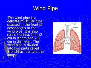 Class6 Human Respiratory System | PPT
