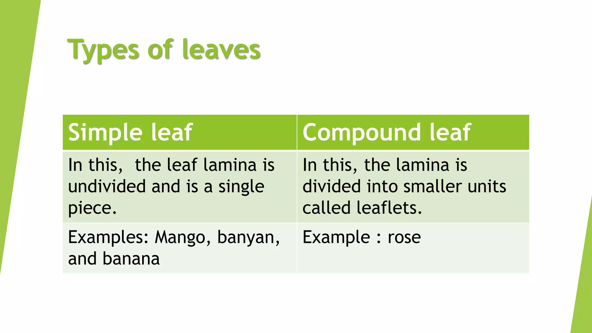 The Leaf - I | PPTX