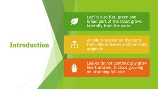 The Leaf - I | PPTX