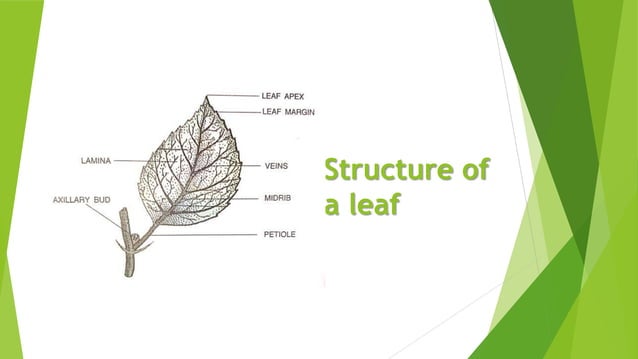 The Leaf - I | PPTX | Gardening | Home & Garden