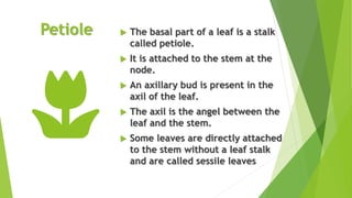 The Leaf - I | PPTX