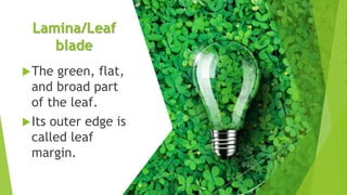The Leaf - I | PPTX