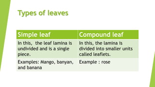 The Leaf - I | PPTX