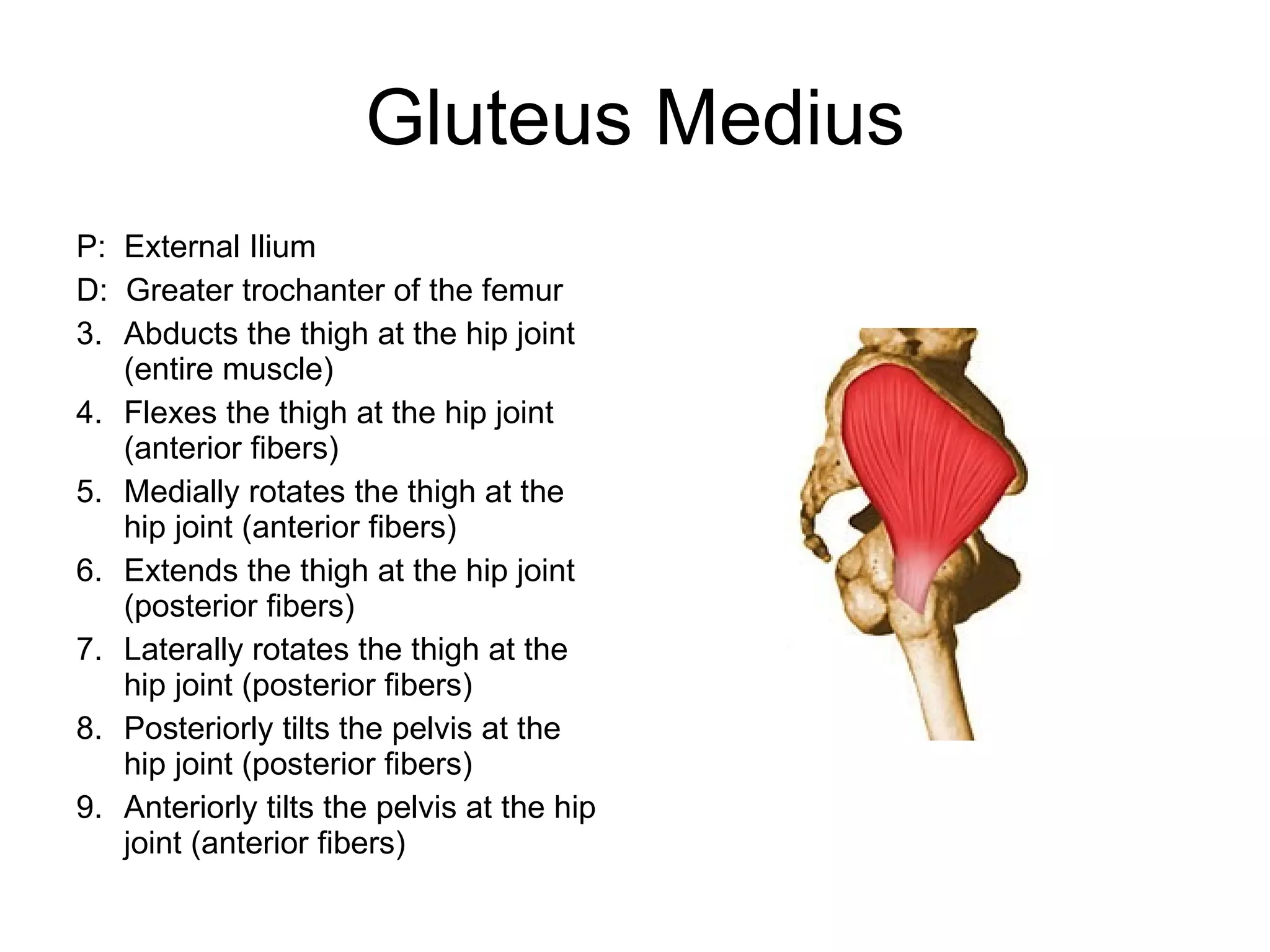 Class 6 Ap1 Muscles | PPT