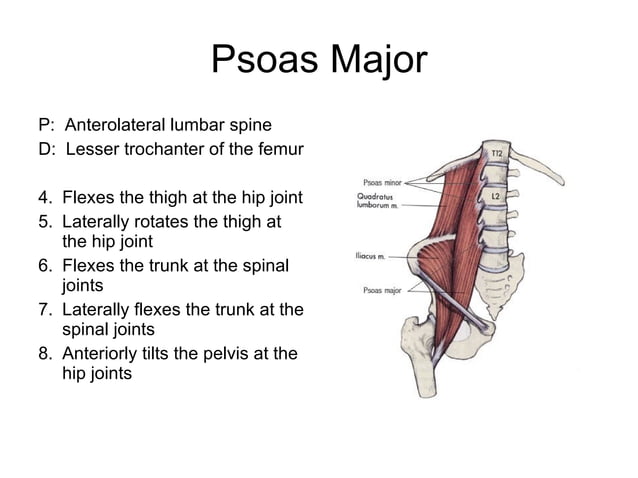 Class 6 Ap1 Muscles | PPT