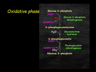 Class 6 hmp pathway | PPTX | Endocrine and Metabolic Diseases ...