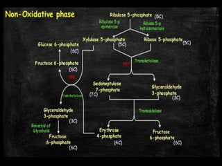 Class 6 hmp pathway | PPTX | Endocrine and Metabolic Diseases ...