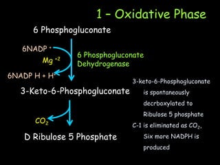 Class 6 hmp pathway | PPTX | Endocrine and Metabolic Diseases ...