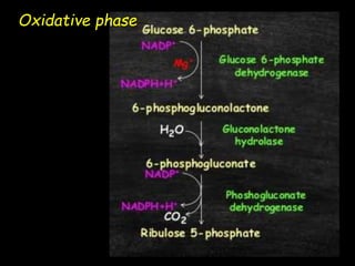 Class 6 hmp pathway | PPTX | Endocrine and Metabolic Diseases ...