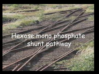 Class 6 hmp pathway | PPTX | Endocrine and Metabolic Diseases ...