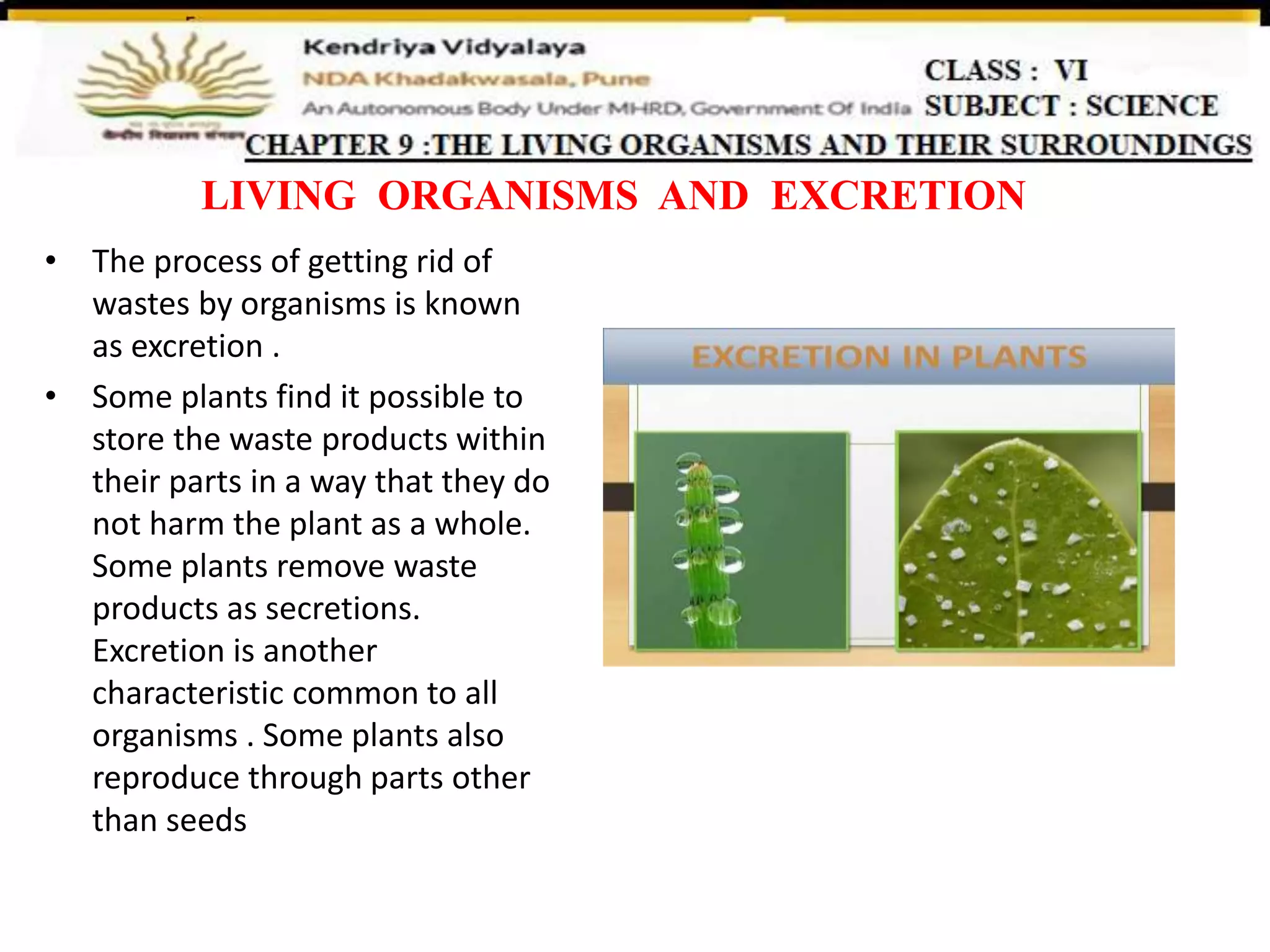 Class 6 ppt 4 living organisms | PPTX