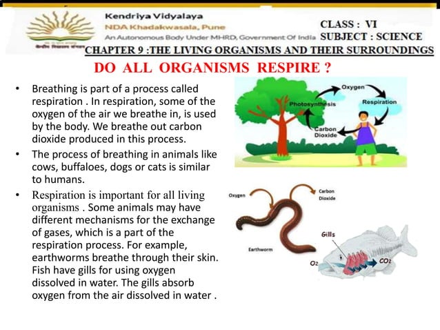 Class 6 ppt 4 living organisms | PPTX | Biological Sciences | Science