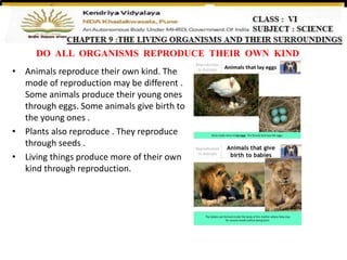 Class 6 ppt 4 living organisms | PPTX