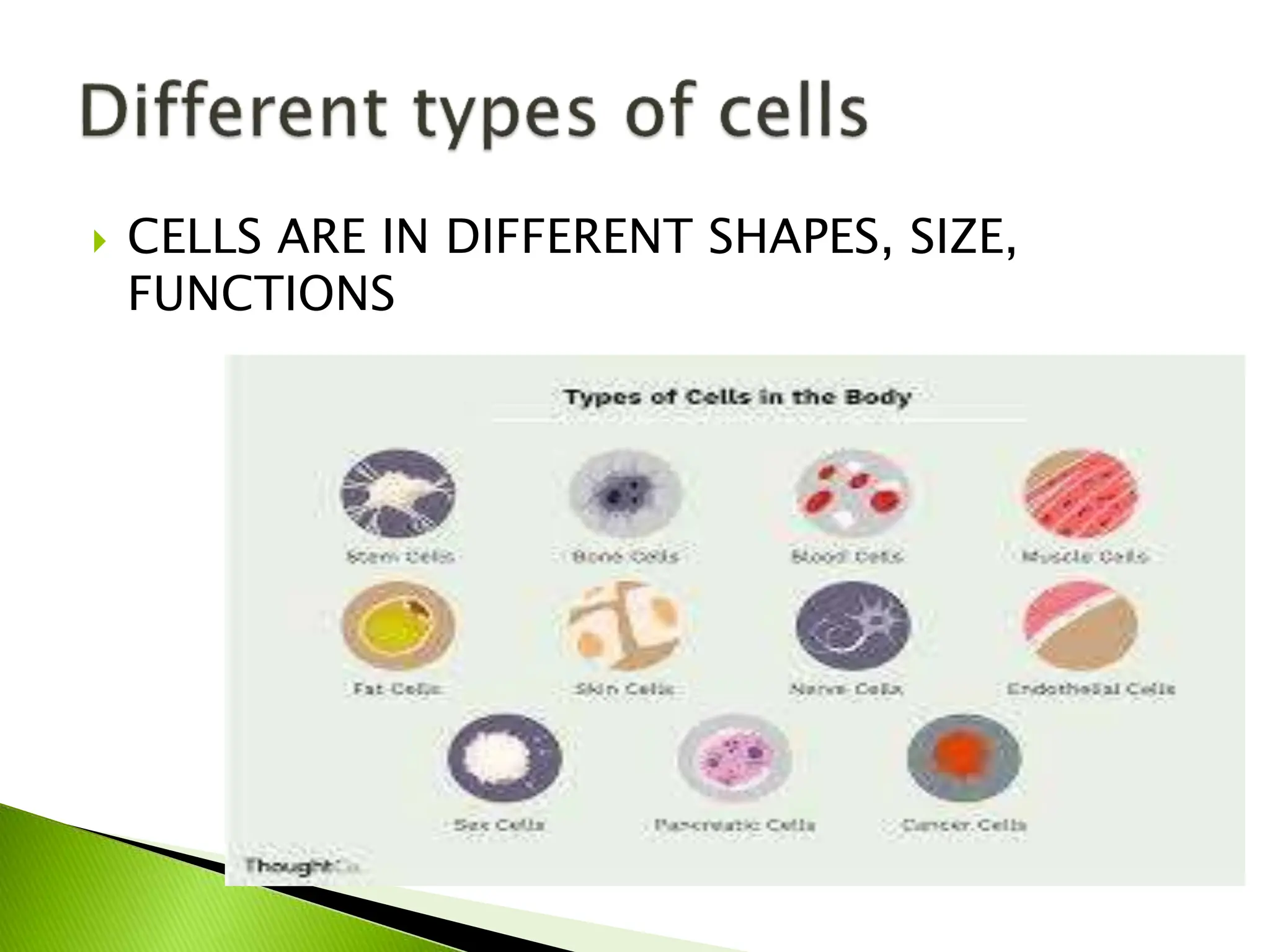 Casket of life #plant#animals#cells#types | PPT