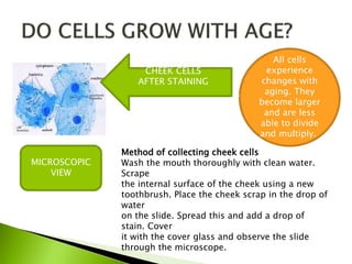 Casket of life #plant#animals#cells#types | PPT