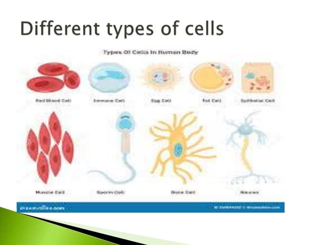 Casket of life #plant#animals#cells#types | PPT
