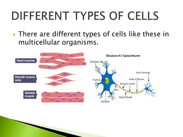 Casket of life #plant#animals#cells#types | PPT