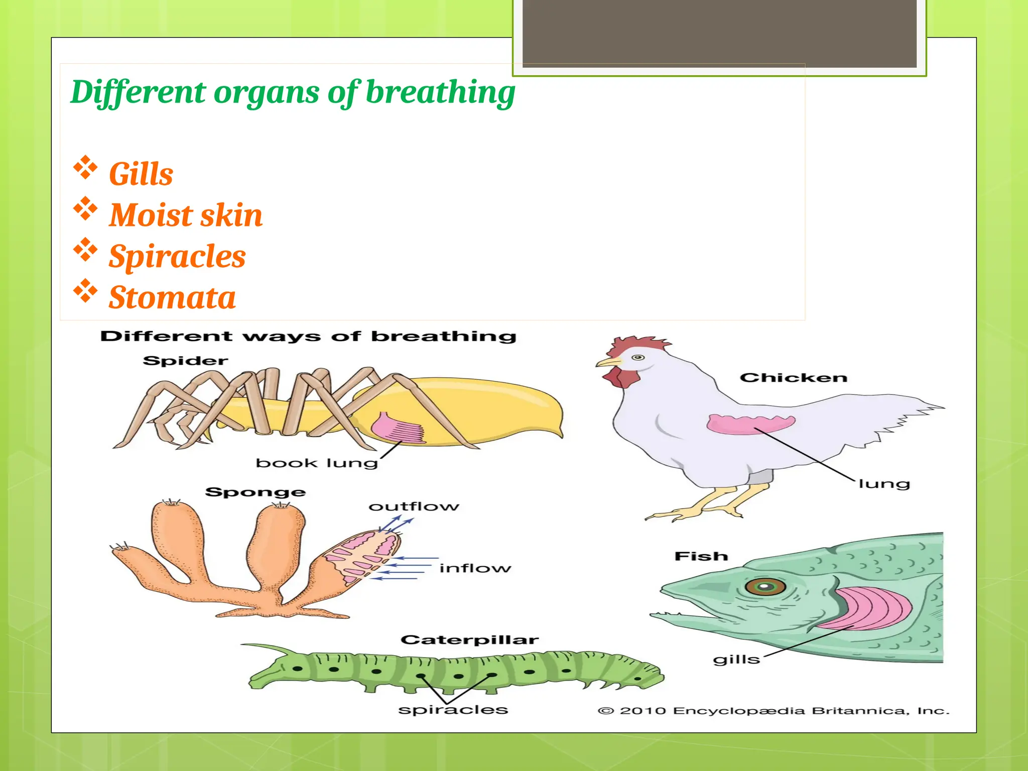 CHAPTER 7 THINGS AROUND US Class 6.pptx