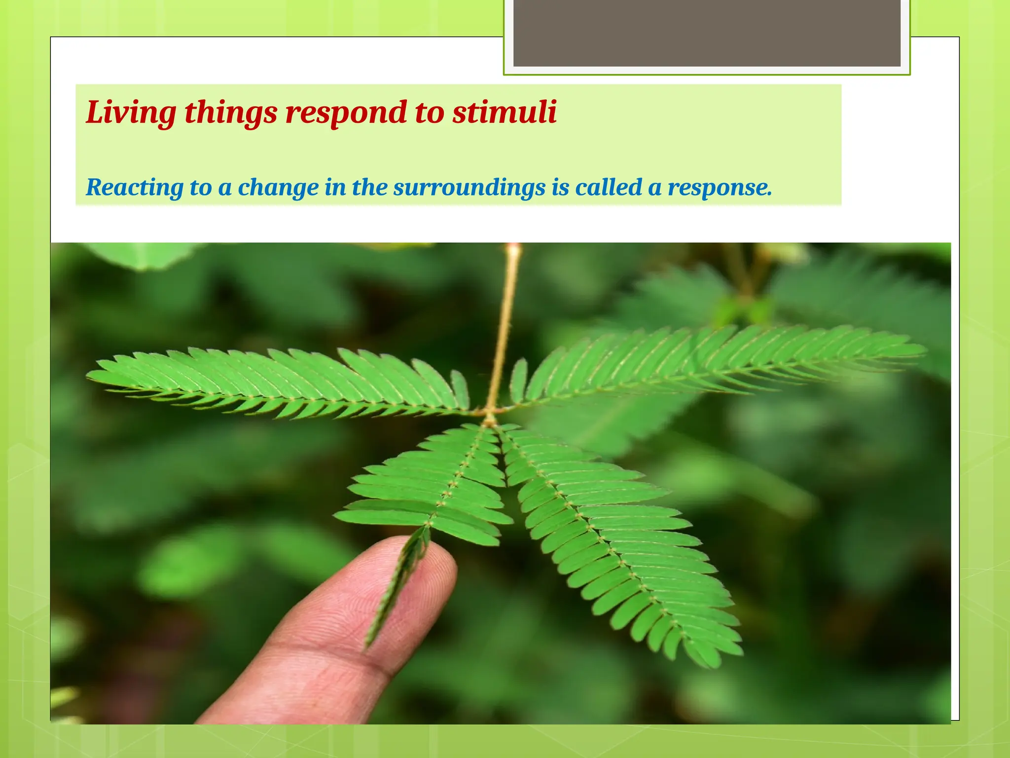 CHAPTER 7 THINGS AROUND US Class 6.pptx