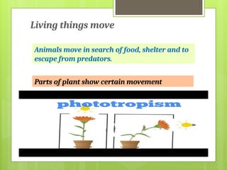CHAPTER 7 THINGS AROUND US Class 6.pptx