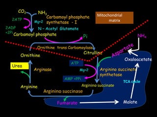 Urea synthesis | PPTX