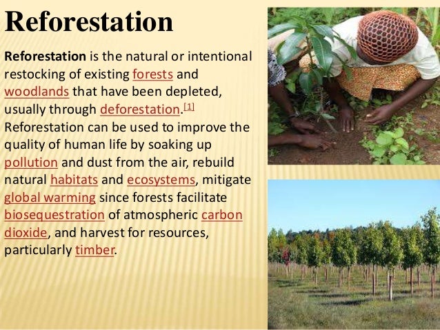 Reforestation Examples Reforestation Photograph By Robert