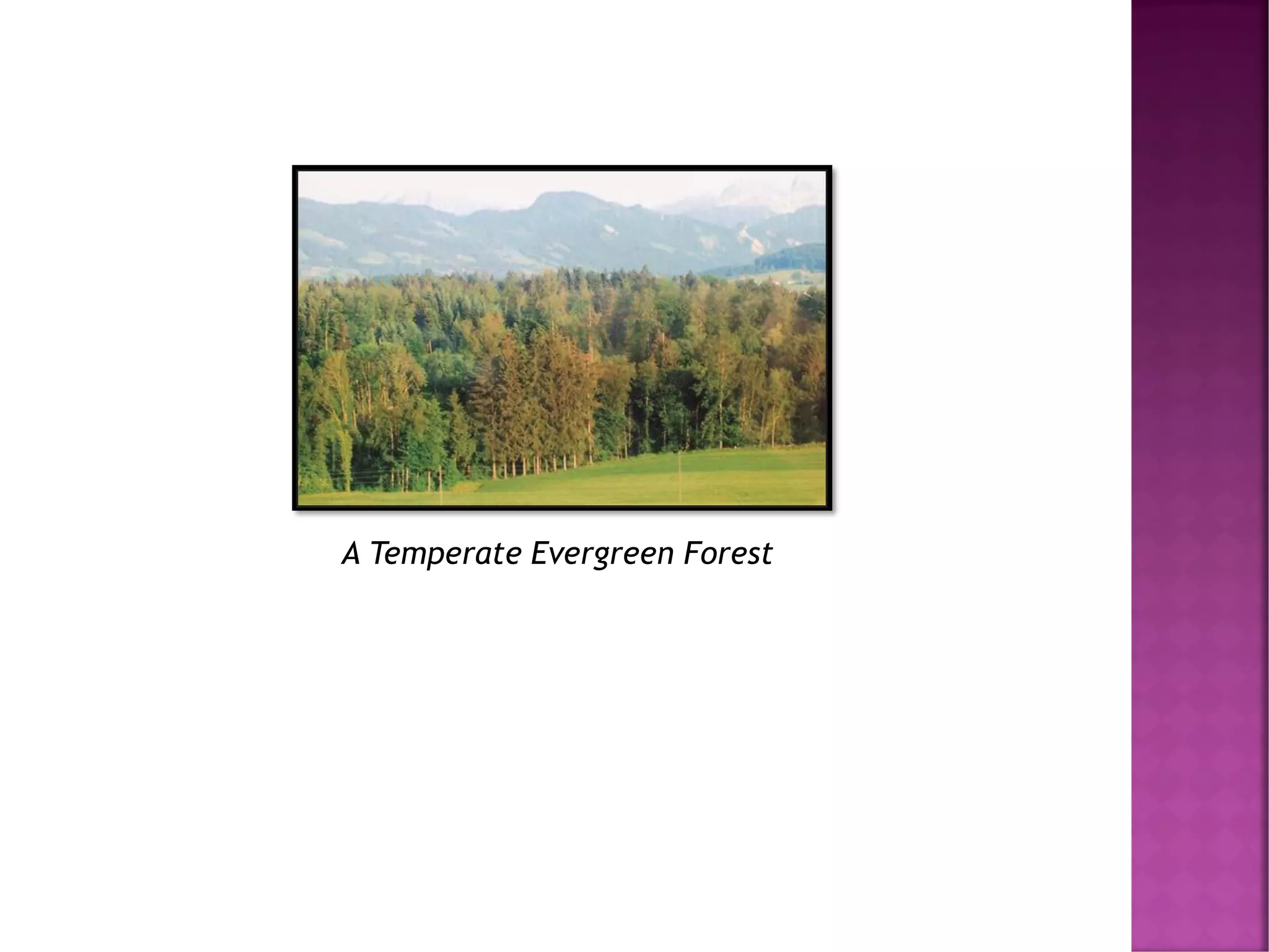 Class 7 chapter 6 , natural vegetation and wild life | PDF