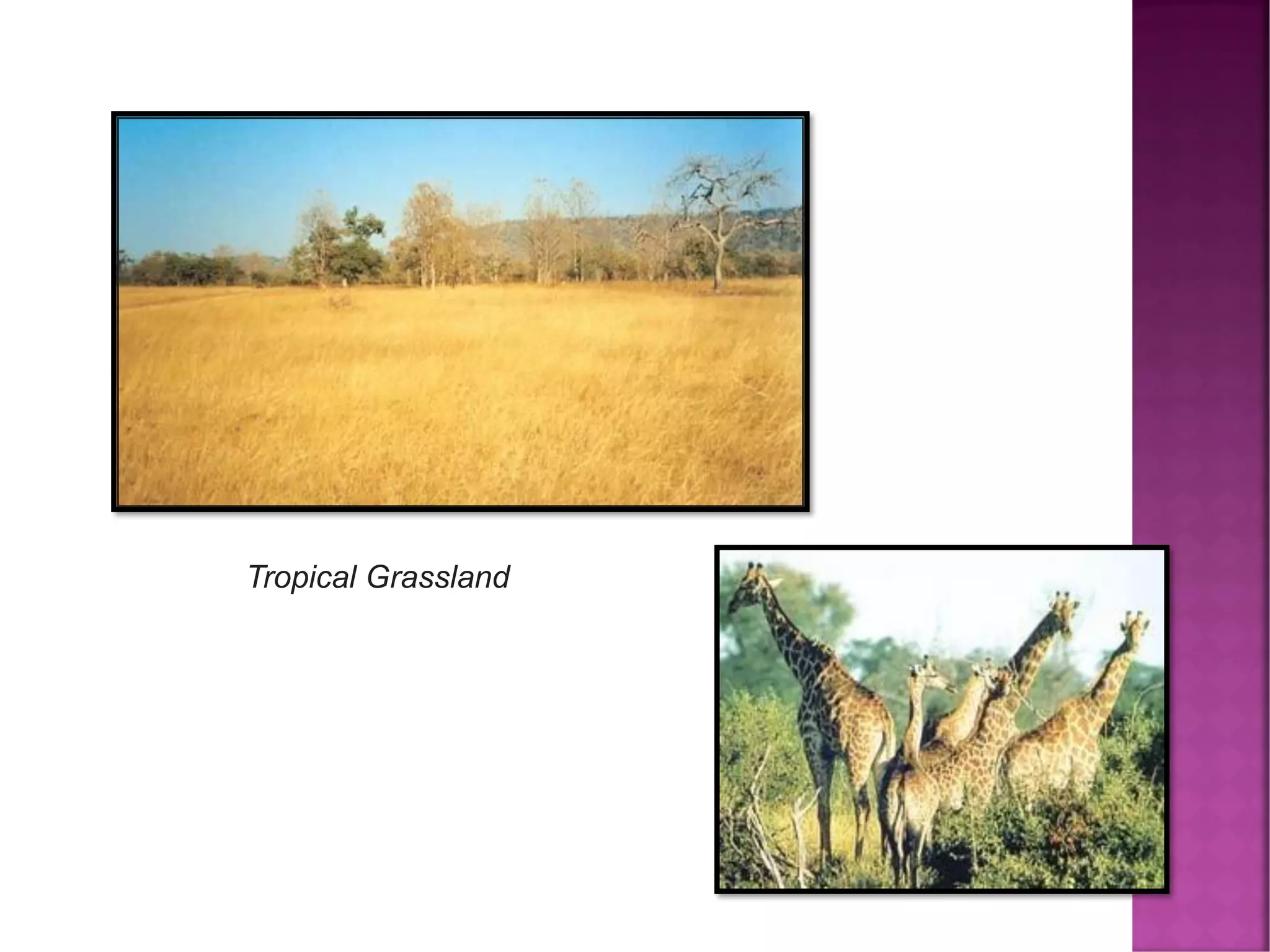 Class 7 chapter 6 , natural vegetation and wild life | PDF