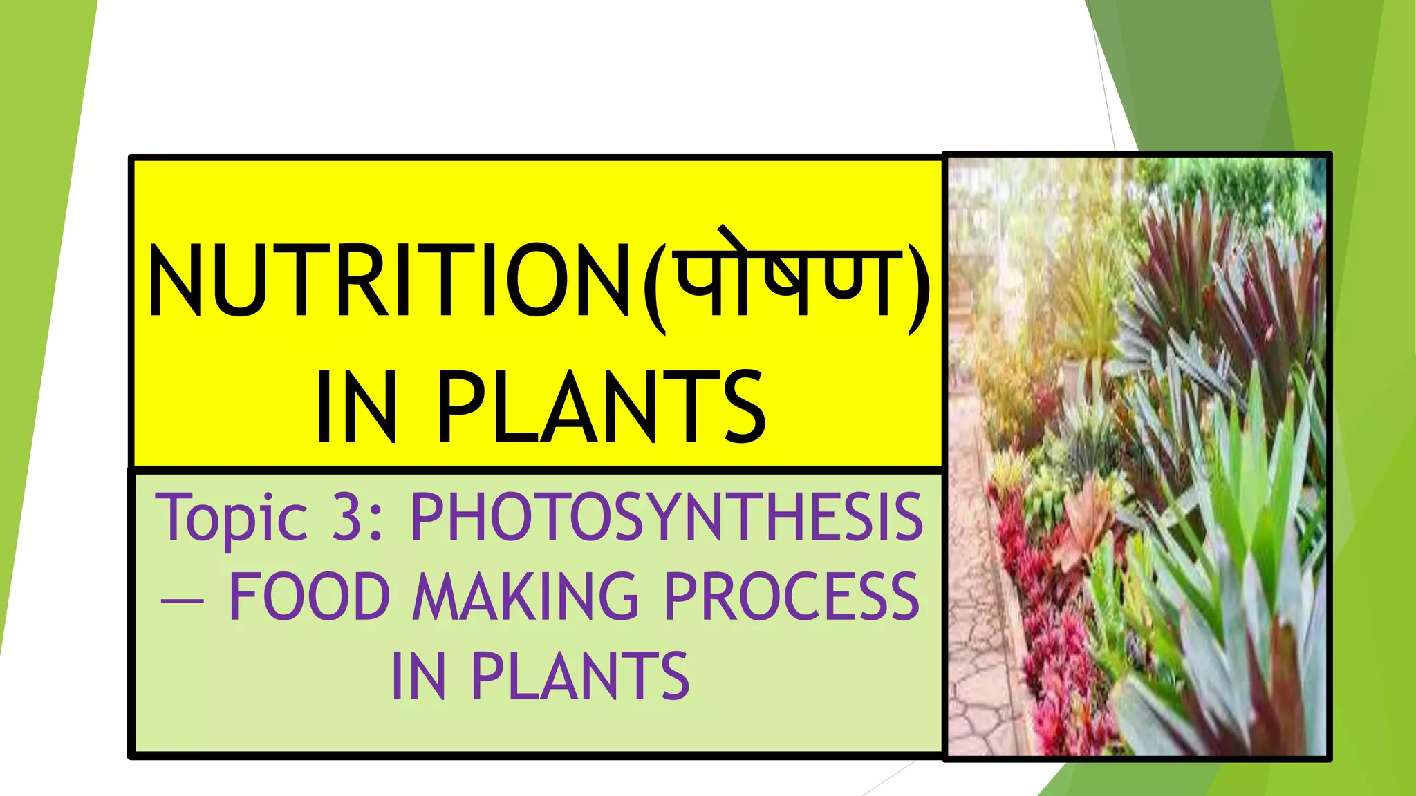 NUTRITION IN PLANTS CLASS 7 | PPTX