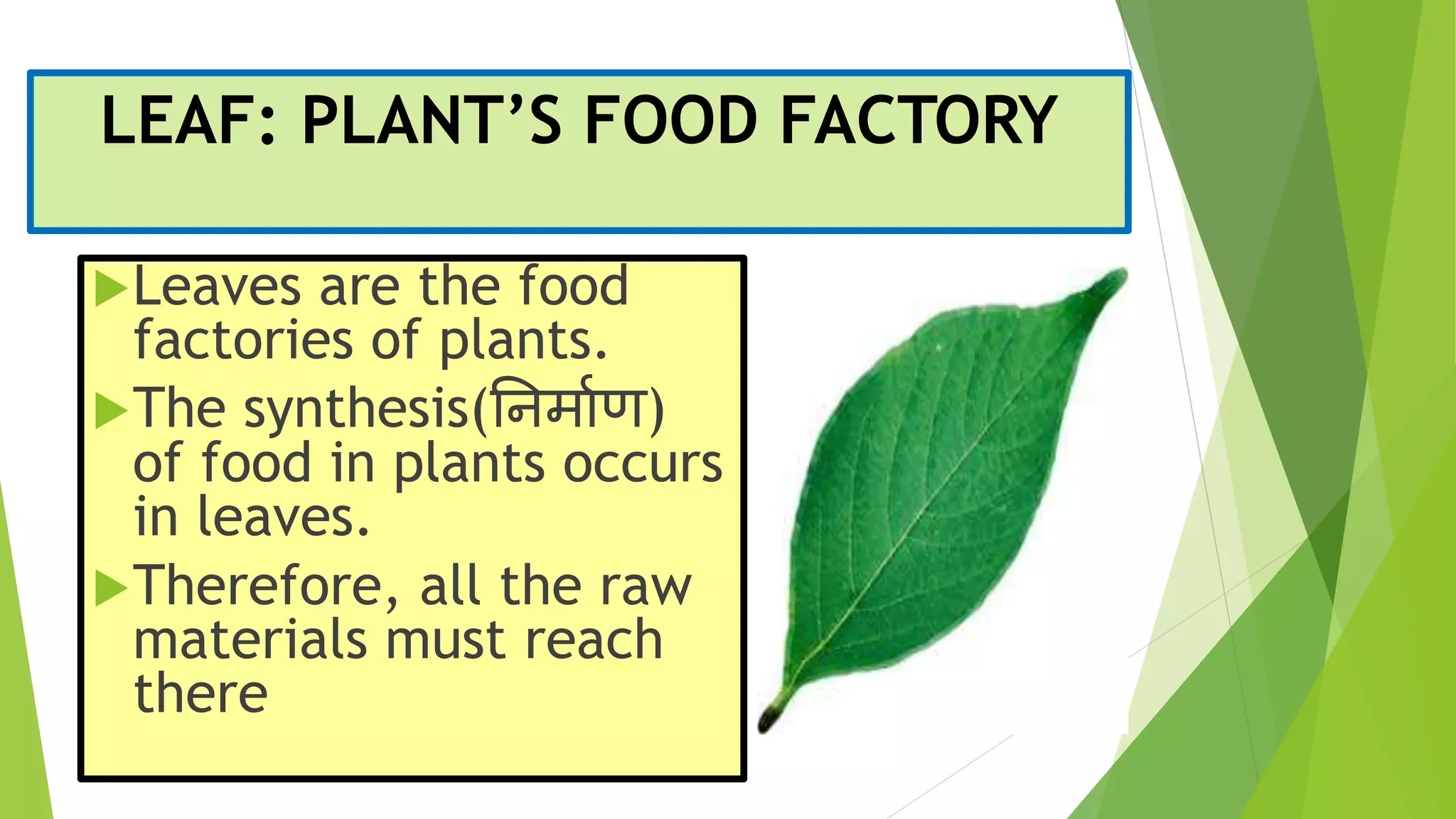 NUTRITION IN PLANTS CLASS 7 | PPTX