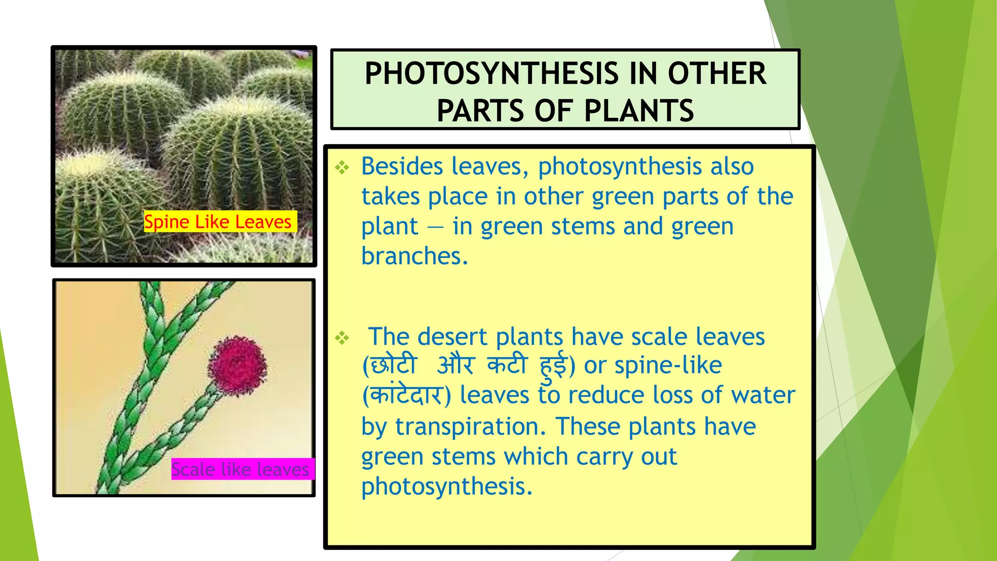 NUTRITION IN PLANTS CLASS 7 | PPTX | Healthy Cooking and Eating | Food ...