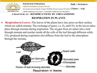 Class 7 chapter 10 ppt 2 | PPTX
