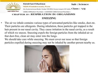 Class 7 chapter 10 ppt 2 | PPTX | Lung and Respiratory Health ...