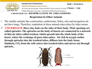 Class 7 chapter 10 ppt 2 | PPTX | Lung and Respiratory Health ...