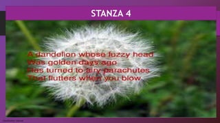 MEADOW SURPRISES | PPTX