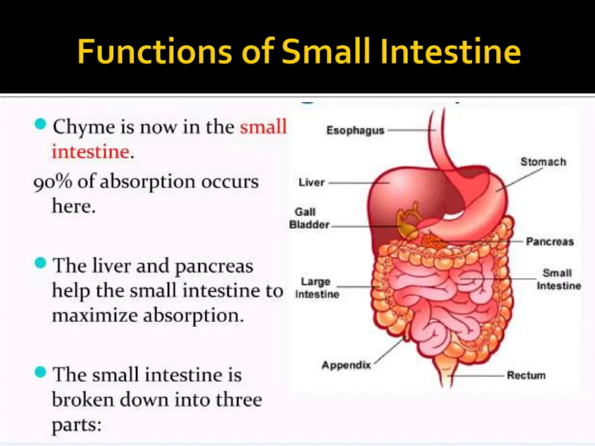 class 7 digestive system ppt.pptx digestion | PPTX