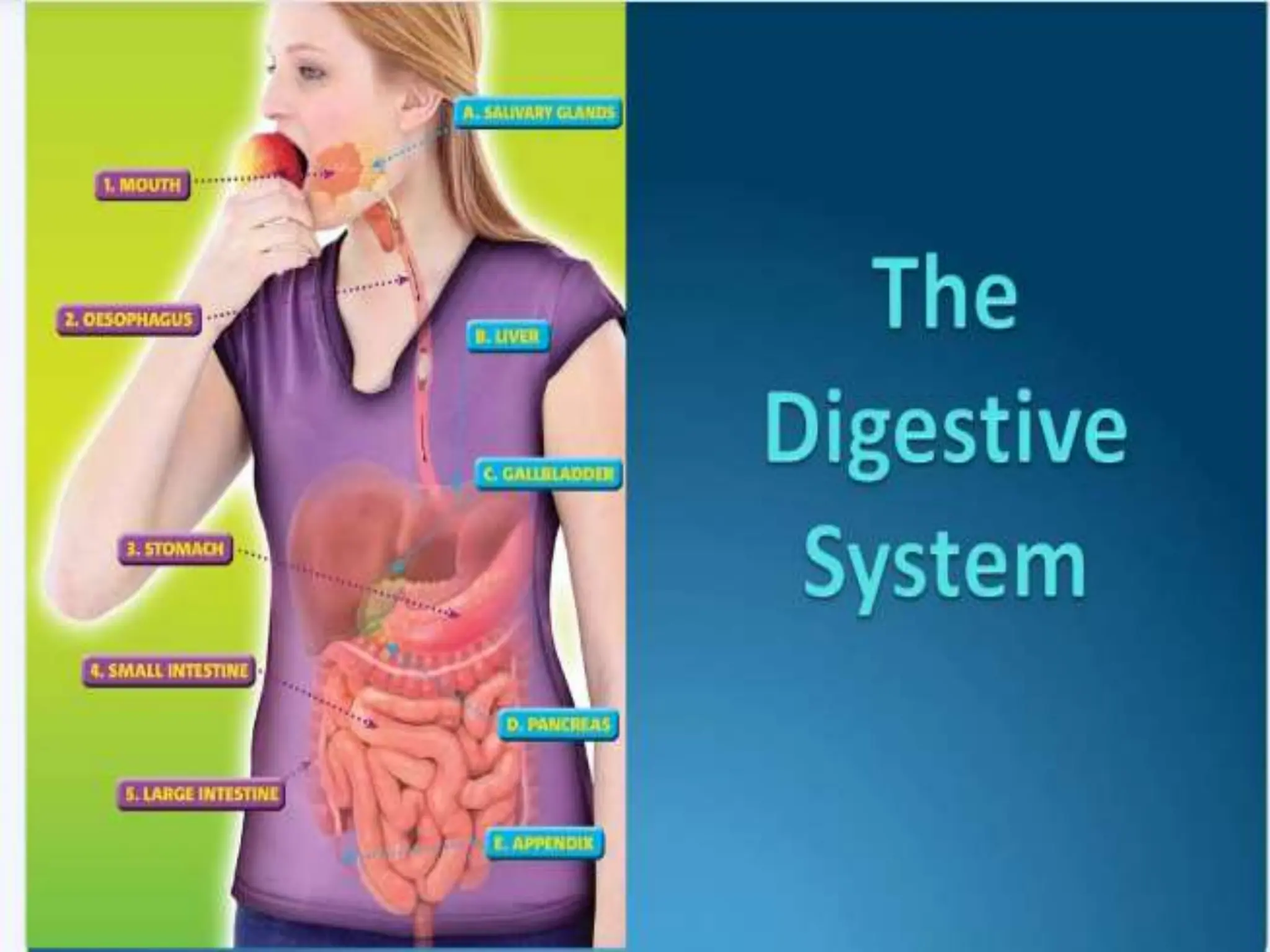 class 7 digestive system ppt.pptx digestion | PPTX