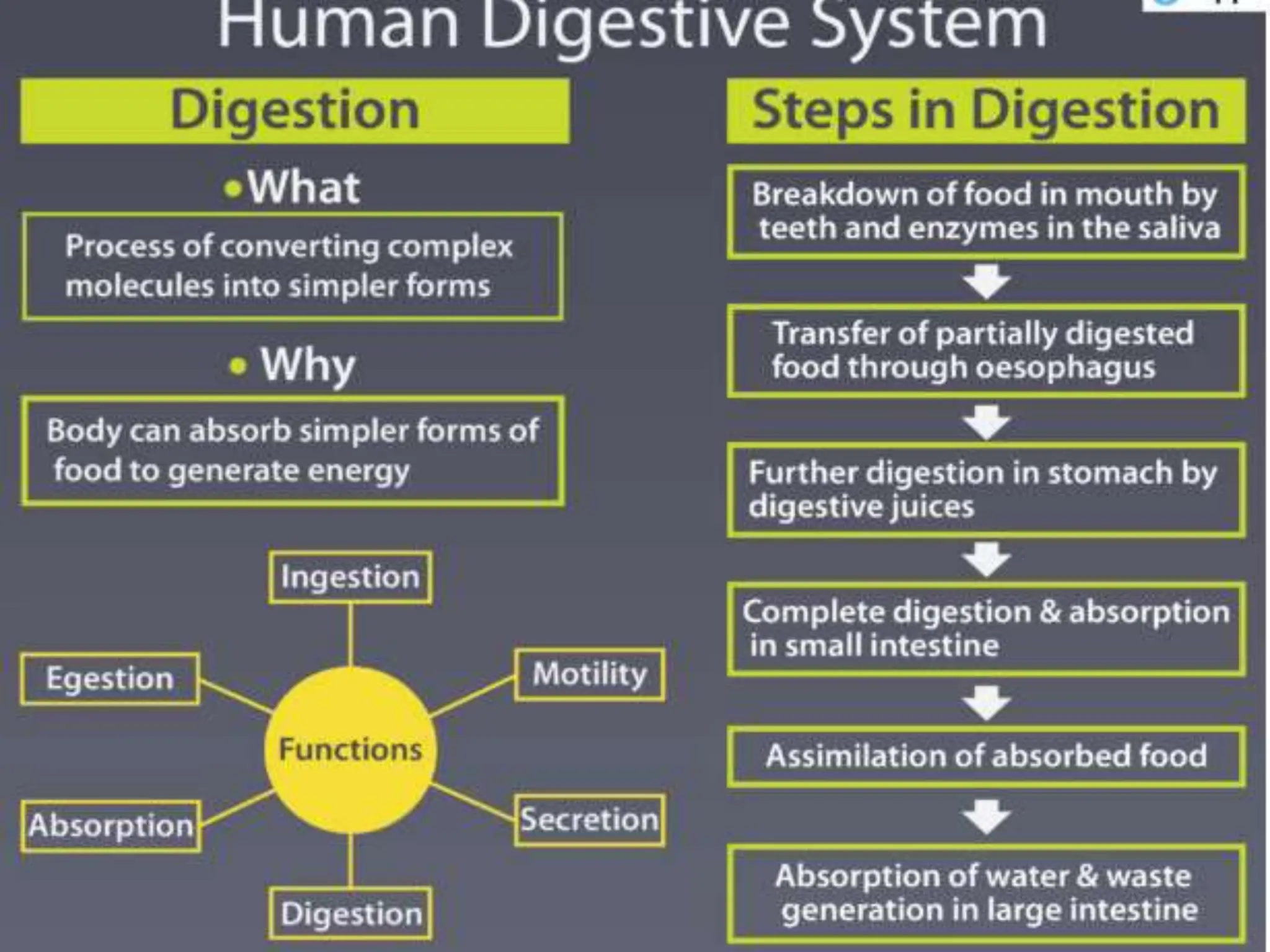 class 7 digestive system ppt.pptx digestion | PPTX
