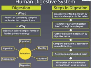 class 7 digestive system ppt.pptx digestion | PPTX