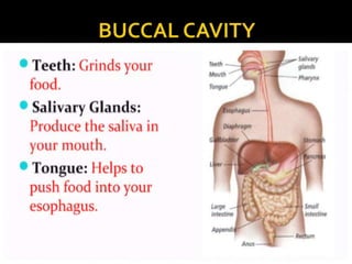 class 7 digestive system ppt.pptx digestion | PPTX