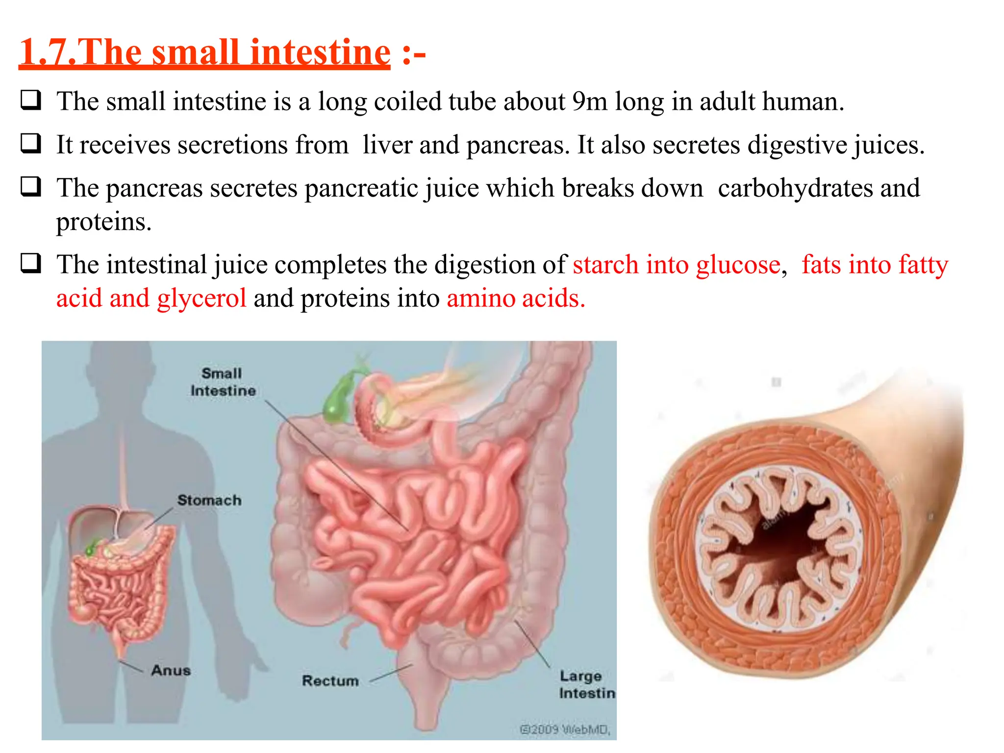 class7sciencechapter2-nutritioninanimals.pptx